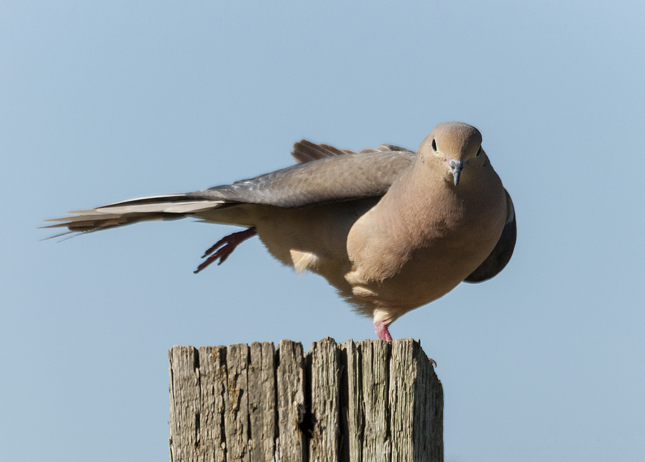 My Big Little World : Mourning Dove