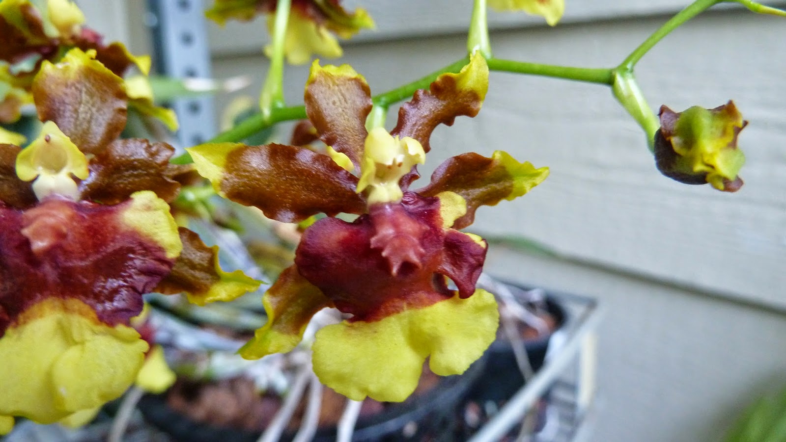 Hooray! Plants!: Oncidium Space Race 'Coco' Blooming