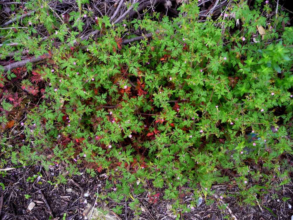r o b i n 's y a r d: Geranium purpureum