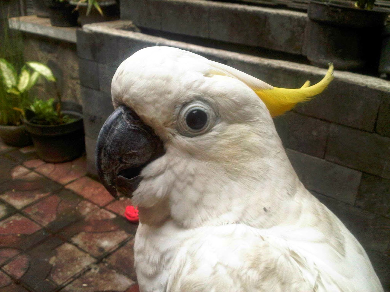 Burung Paruh Bengkok: Mengenal Burung Paruh Bengkok