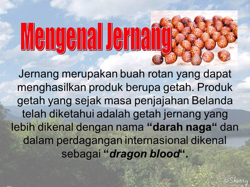 JERNANG (Daemonorops.Sp): MENGENAL ROTAN JERNANG - Daemonorop, sp