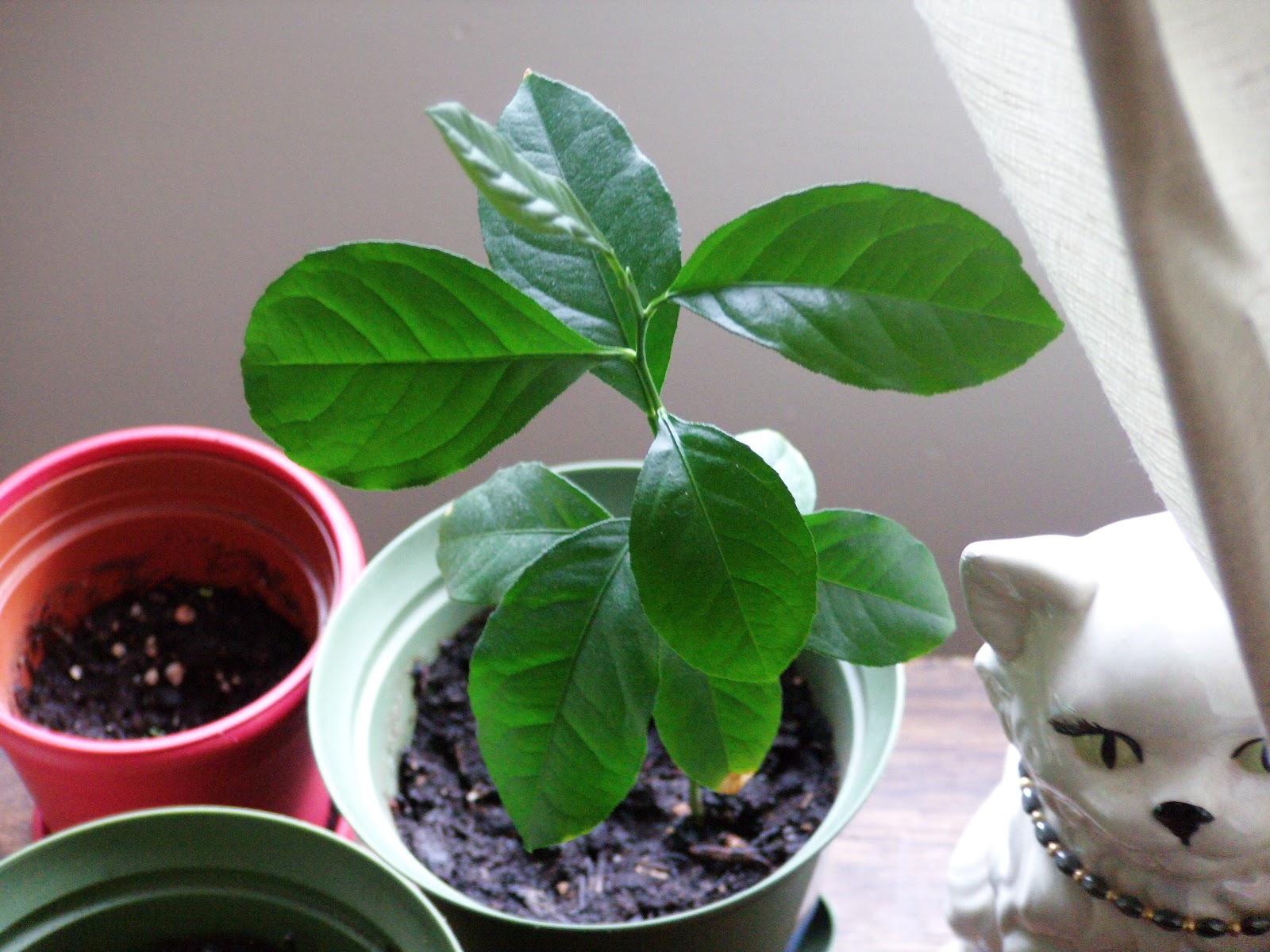 How to Grow Lemon Trees from Seed