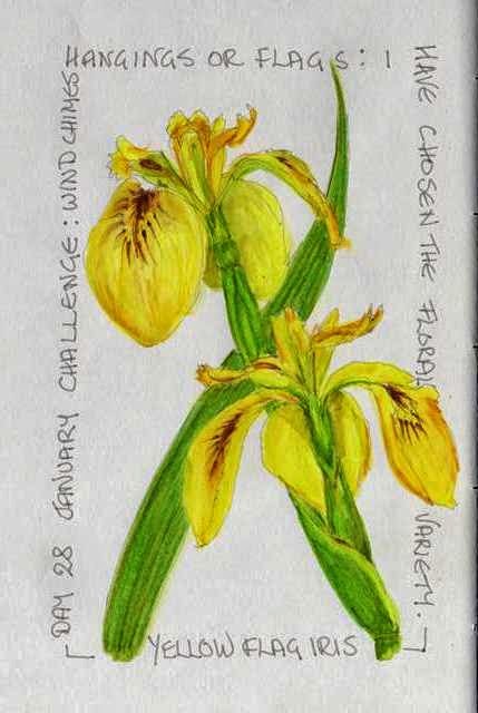 Sketching in Nature: YELLOW FLAGS