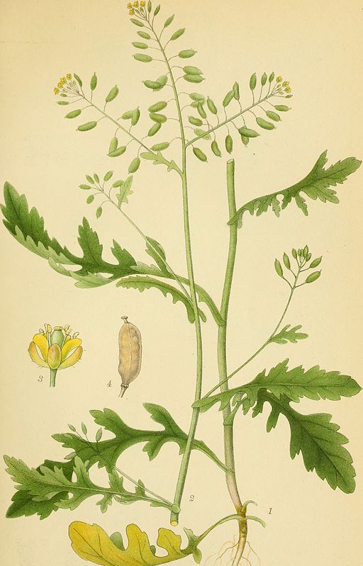 Plants, insects and animals: Northern yellow-cress