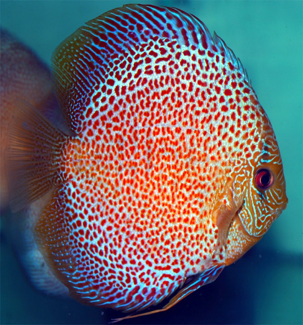 Discus jonggol: Februari 2016