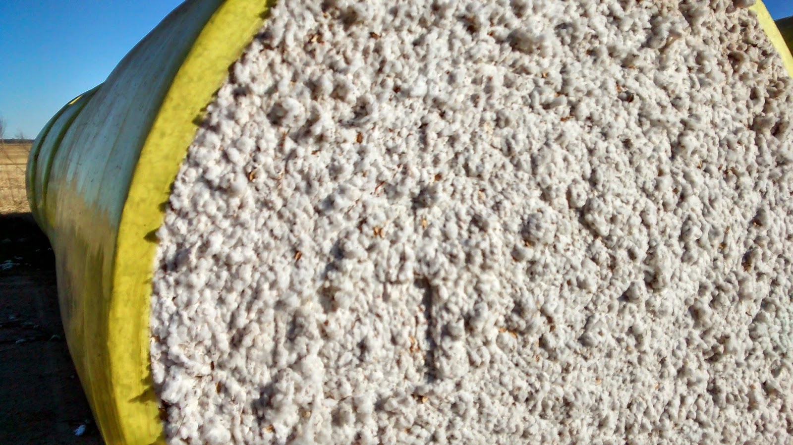 Living Rootless: Arkansas: Cotton