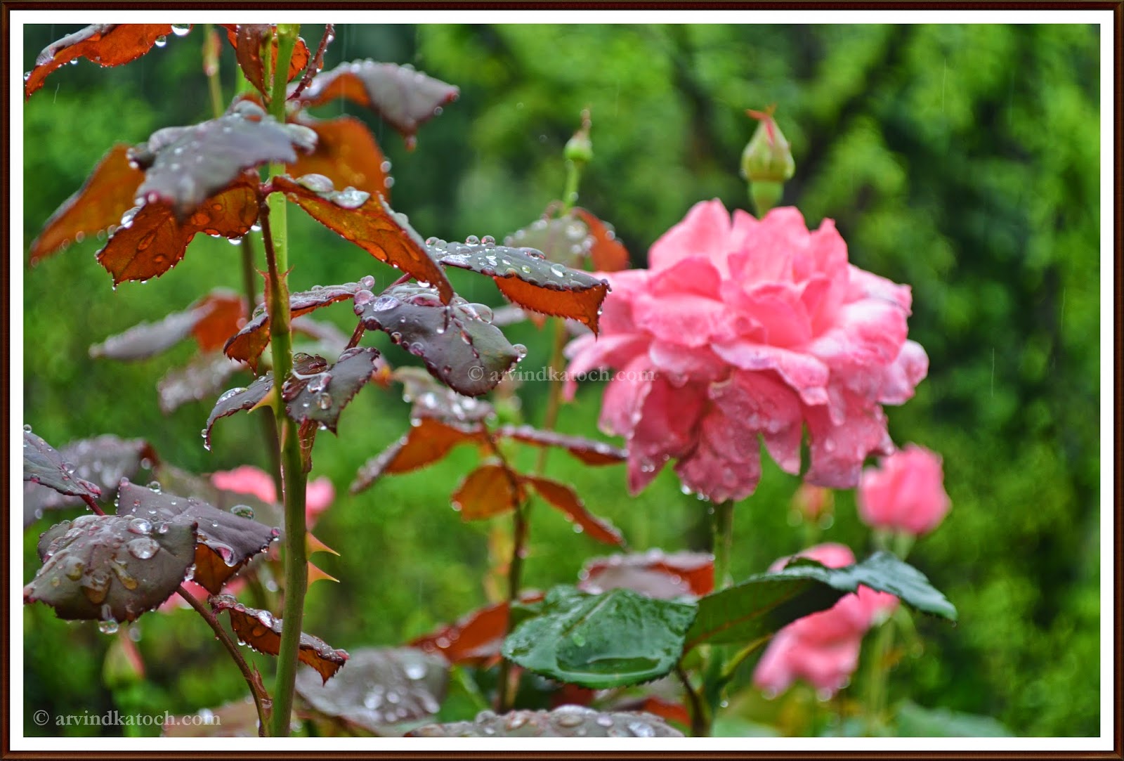 Extremely Beautiful Picture of a Pink Rose Plant wet in Rain (Rain ...