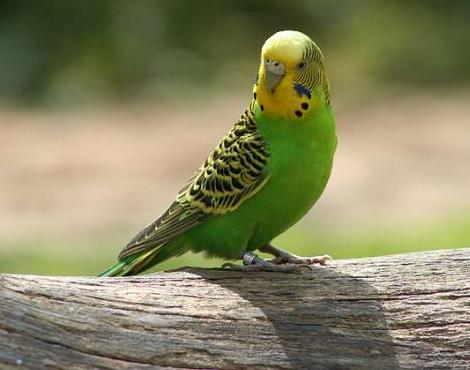 Budgerigar | The Life of Animals
