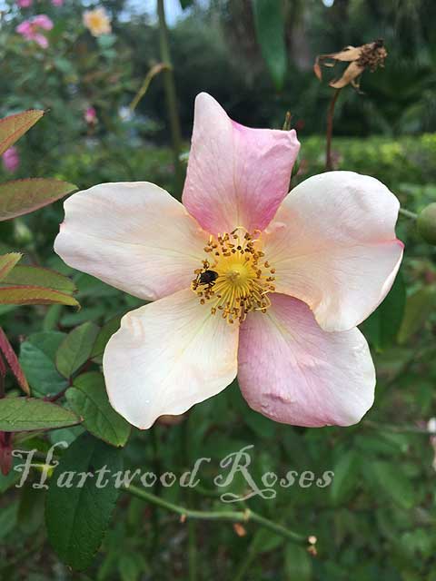Hartwood Roses: Beautiful Bermuda