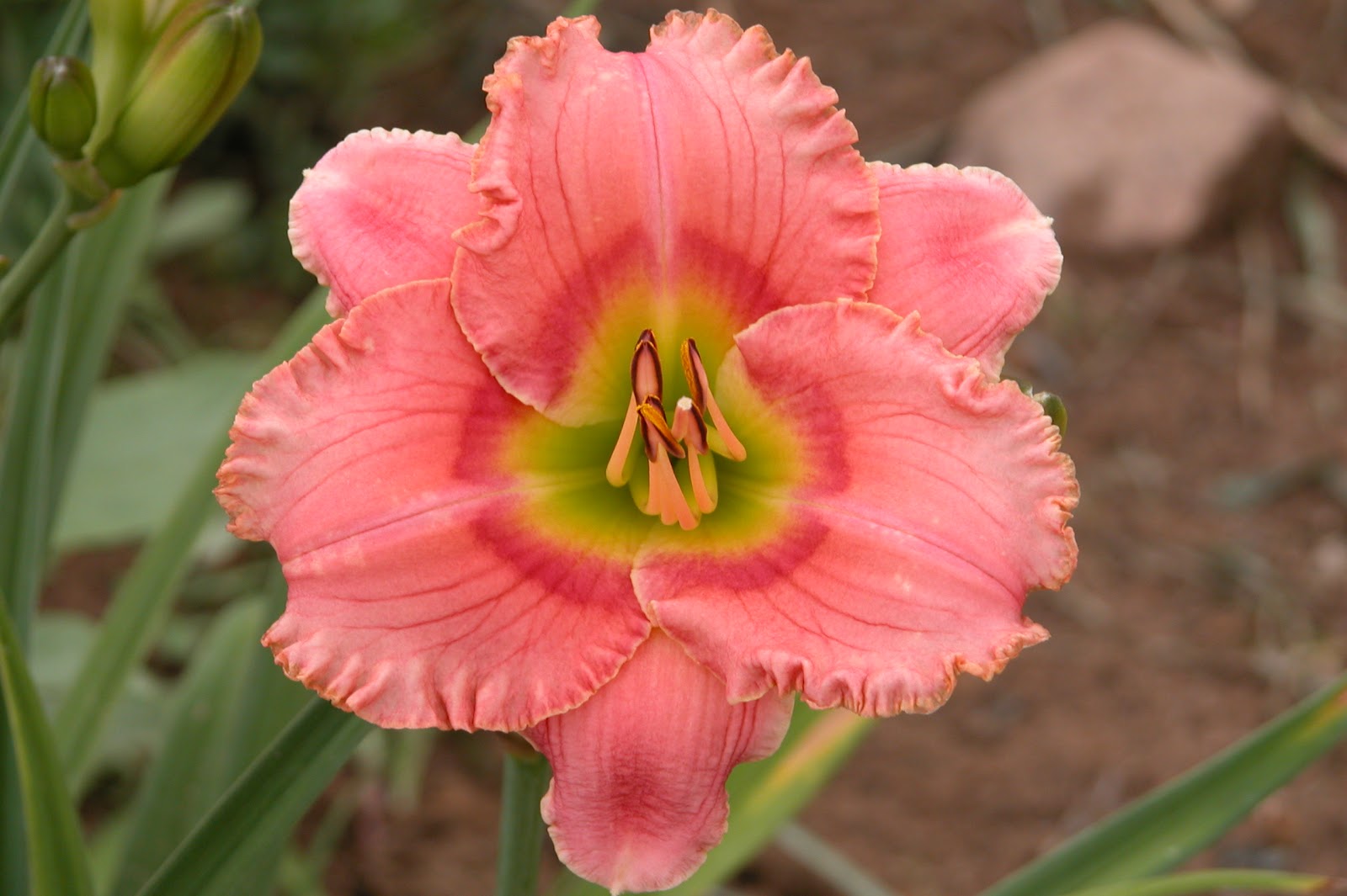 Oakville Farm Daylily Blog