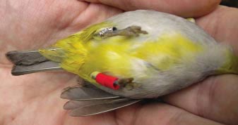 Jenis-Jenis Burung Pleci yang ada di Indonesia