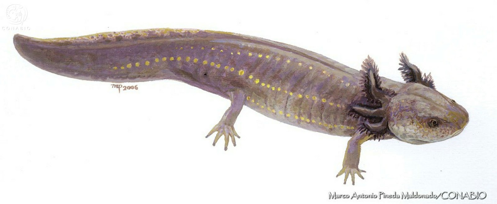 Info animales: El ajolote de cabeza chata