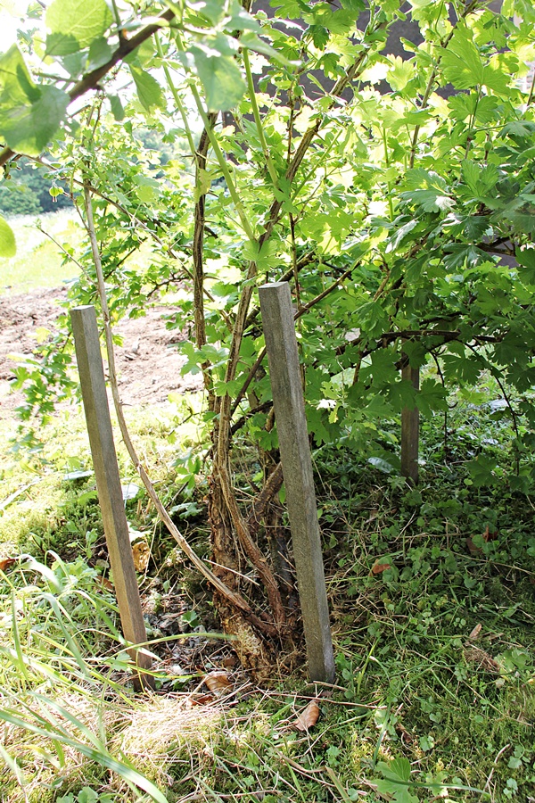 mariefriis: DIY - bærbusk-krakk