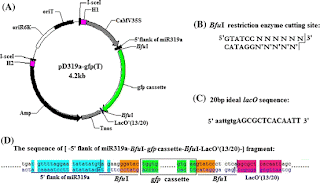 microRNA-gene regulation: Plant amiRNA vector