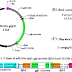 microRNA-gene regulation: siRNA vs miRNA