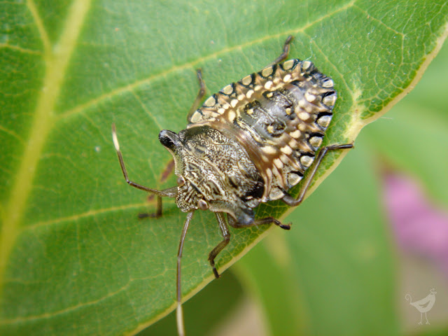 Passarim: Bichos que tem (também) na cidade