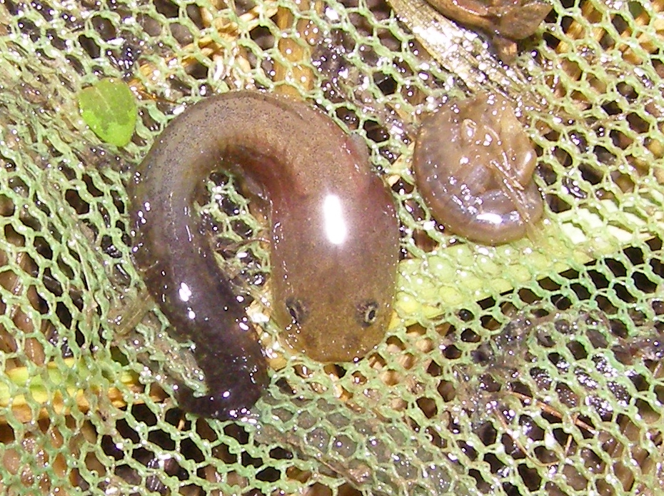 Blue Jay Barrens: Newt Larva