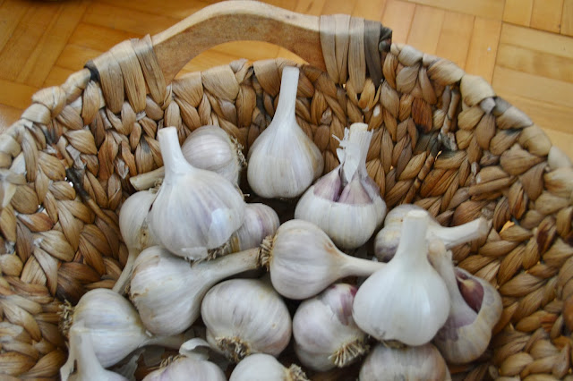 More Tips for Growing Great Garlic