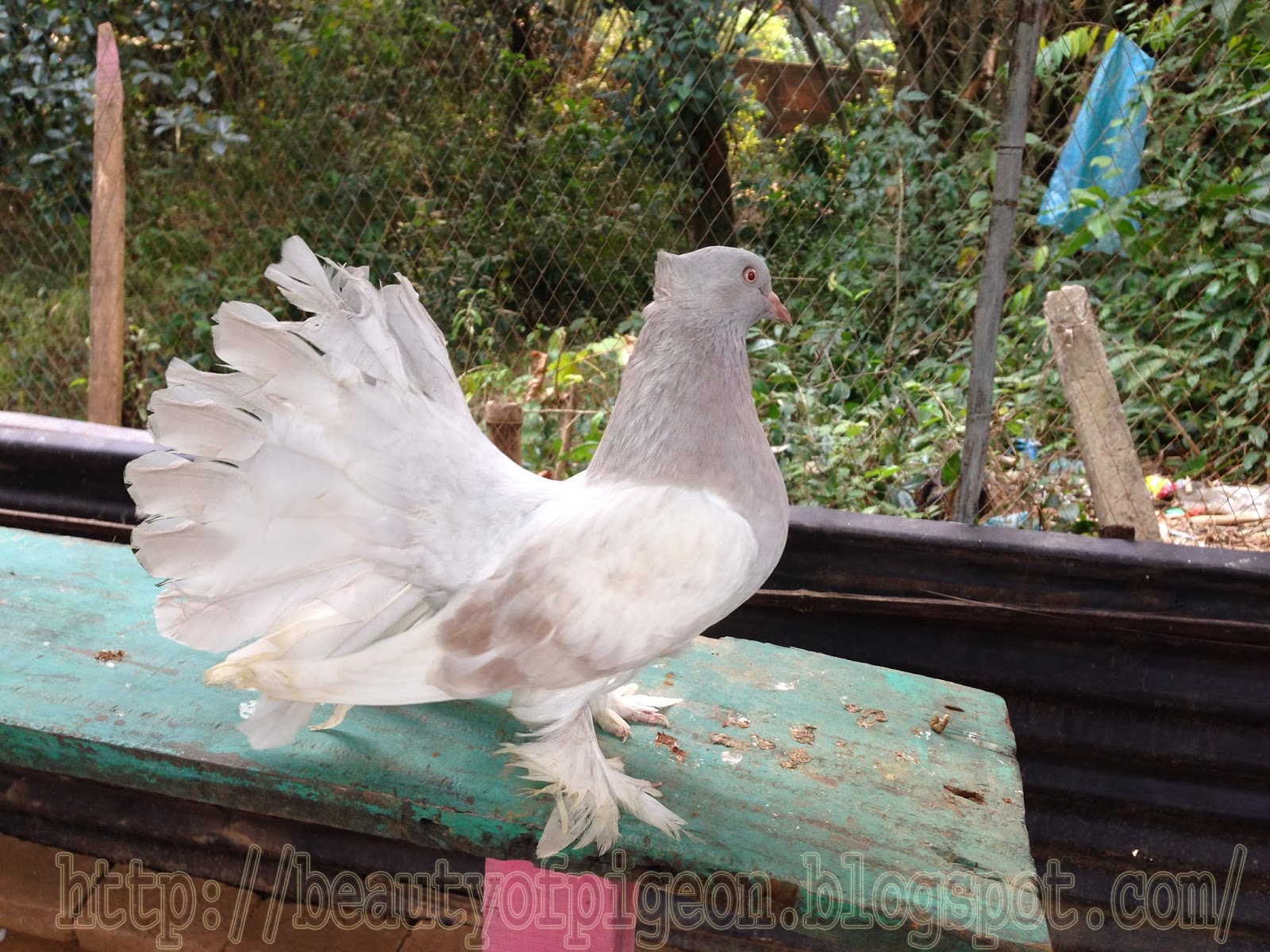 fantail pigeon | WELCOME TO PIGEON LOVERS