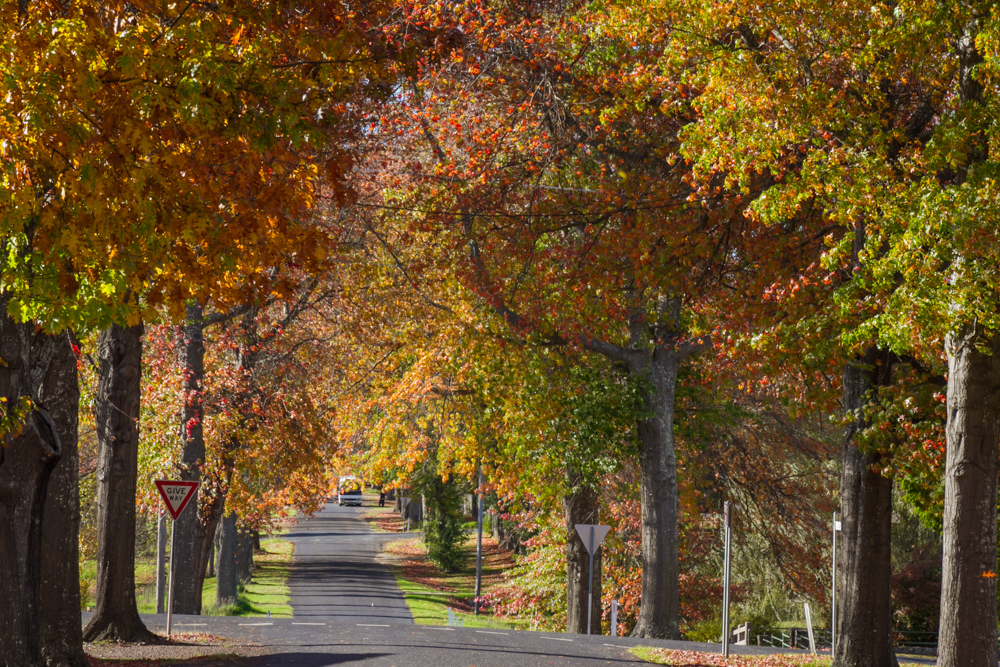 ADVENTURE BEFORE DEMENTIA: TENTERFIELD TREES