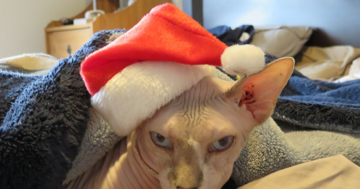 Chat Aux Sphynx: 10 Months Since Merlin's Cancer Diagnosis!