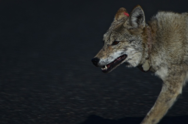 Dipper Ranch: Collared Coyote - Yellowstone Reflections