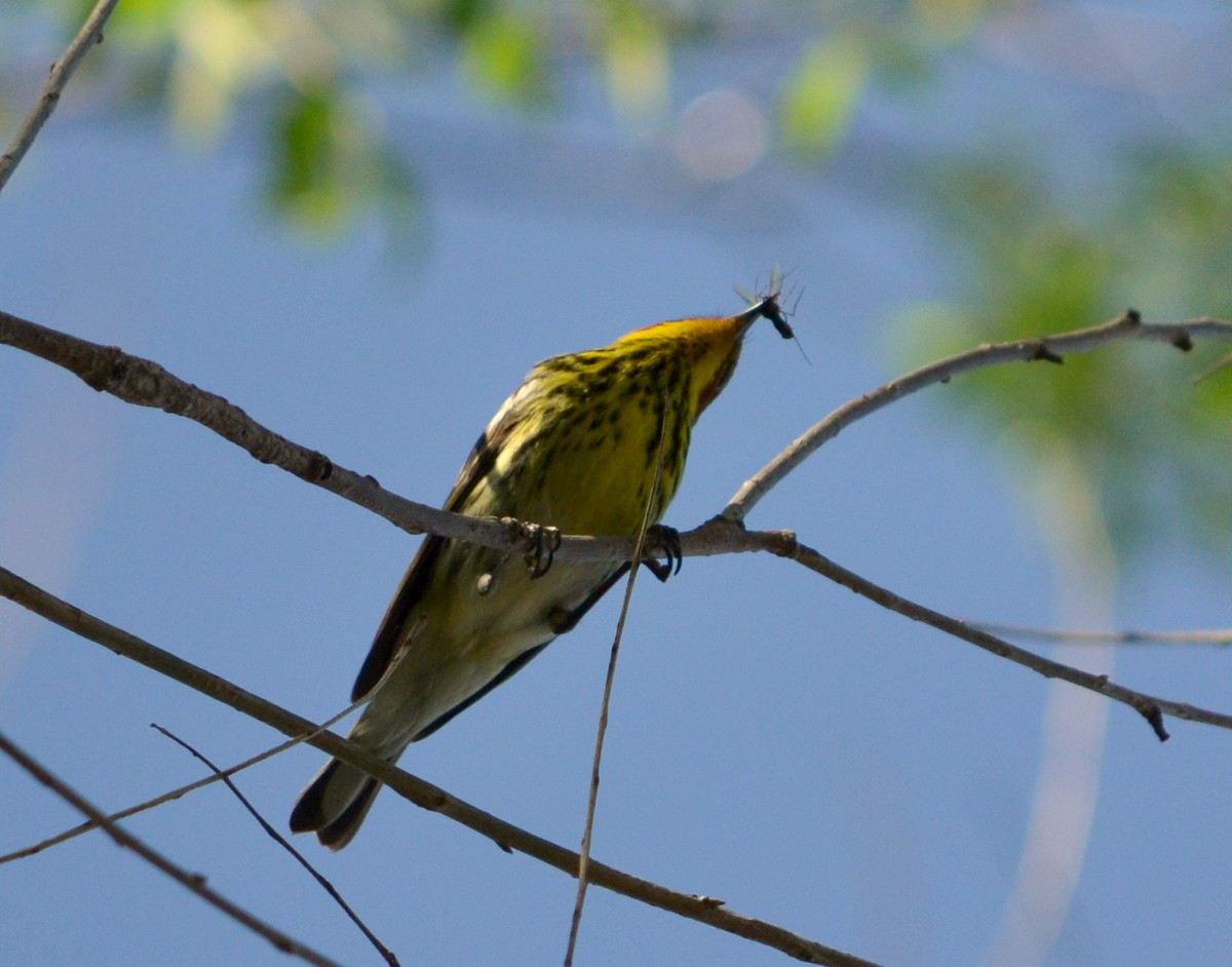 Woods Walks and Wildlife: May 2015