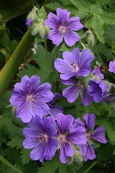 John & Maria's Garden Pages: Garden Bloggers' Bloom Day - June 2011