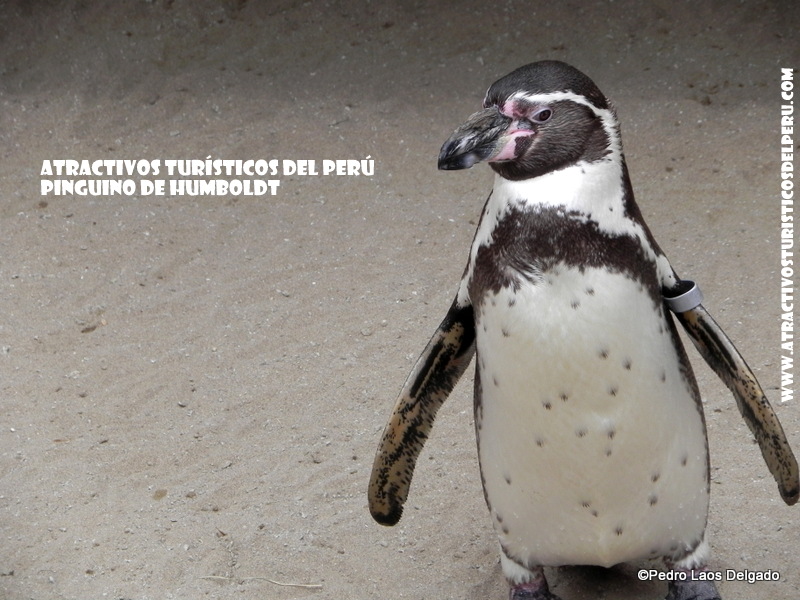 Pingüino de Humboldt | Atractivos Turísticos del Perú