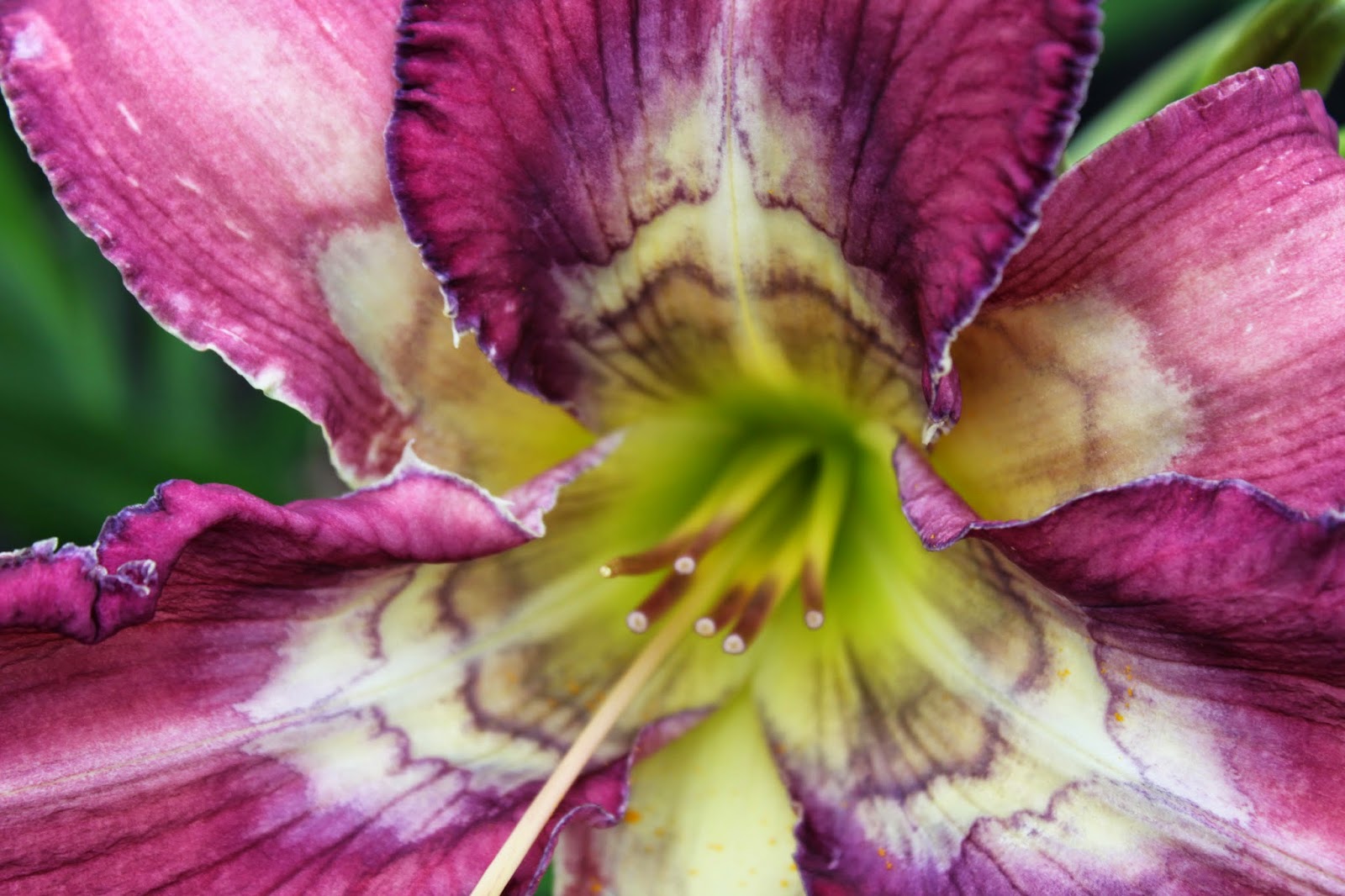Lewis Daylily Garden: PATTERNS!!!