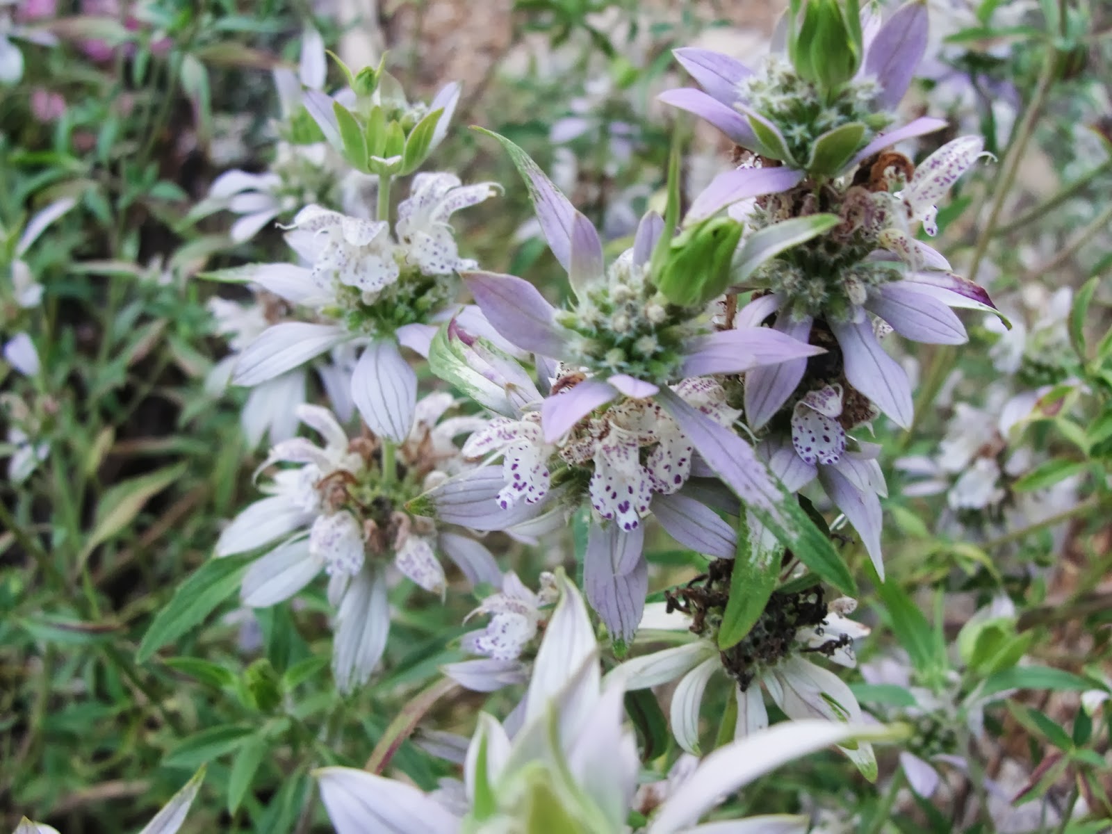 Central Florida Gardener: Spotted Bee Balm - Native Wildflower