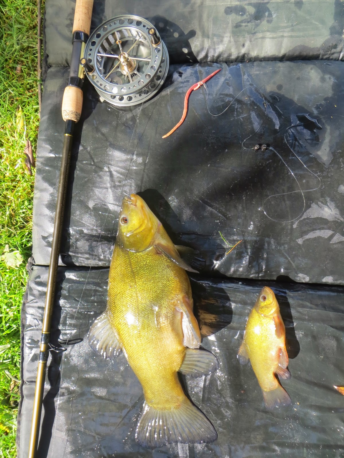 River Angler: Traditional tench tactics - Lift Method and Centrepin