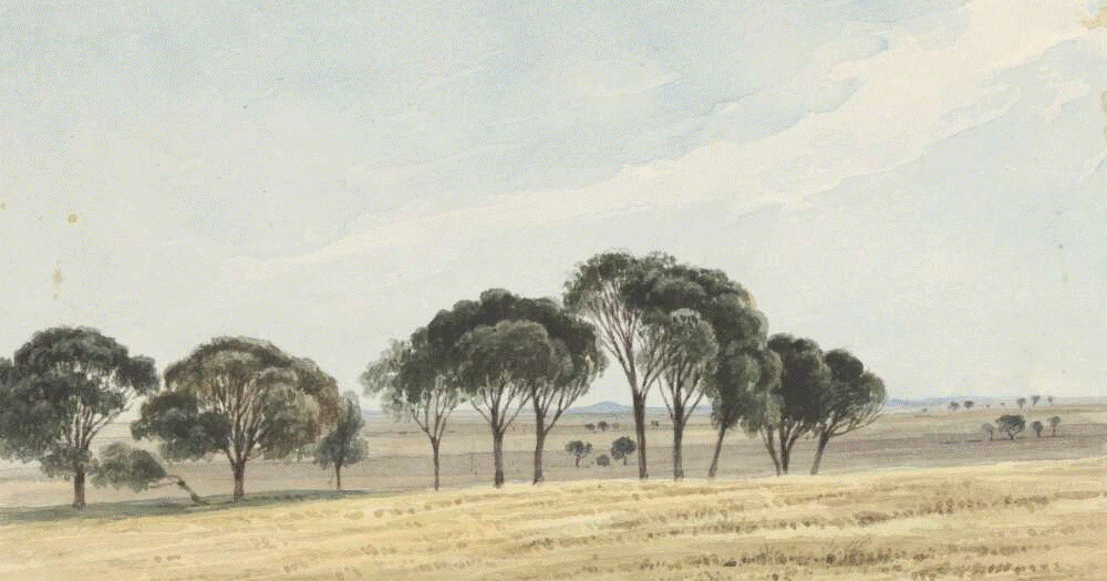 Morgan Plant Ecology Blog: Where have all the trees gone?