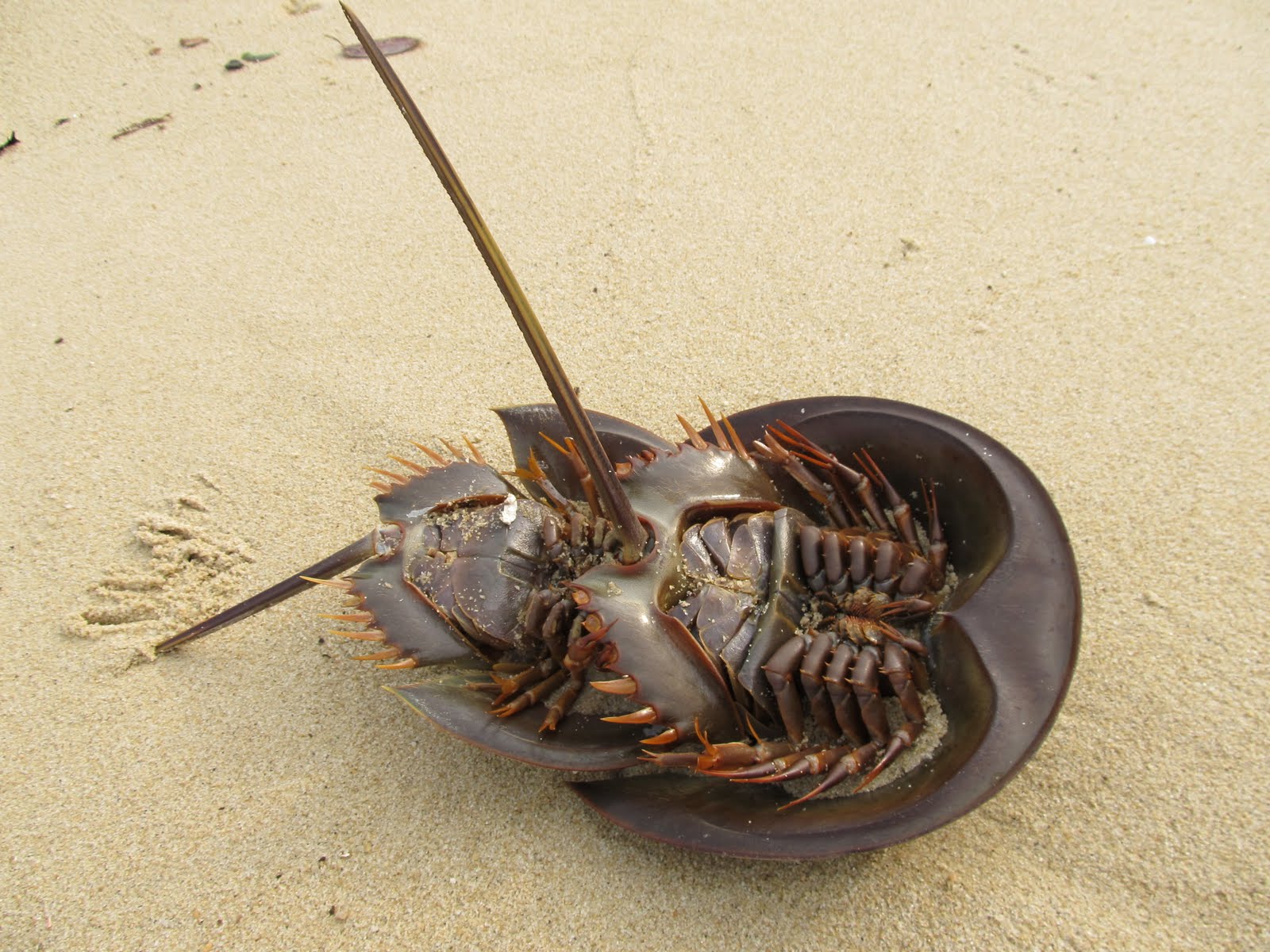 A Banker's Garden: The Singapore Horse-shoe Crab