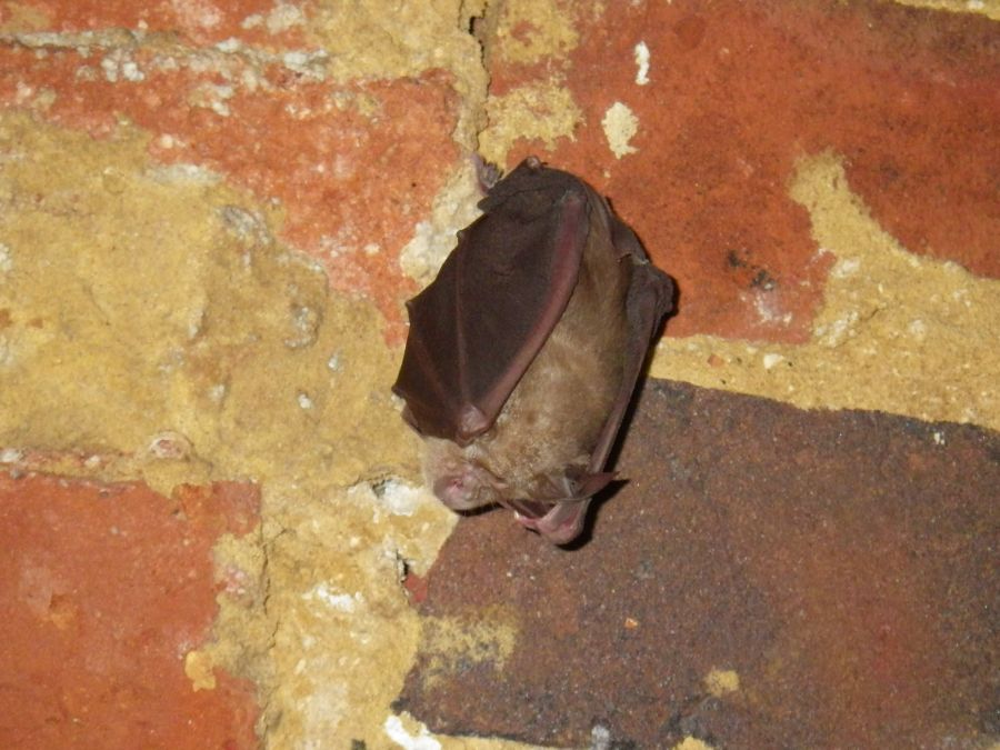 Bat Conservation Trust: Bats in Greywell tunnel, Hampshire