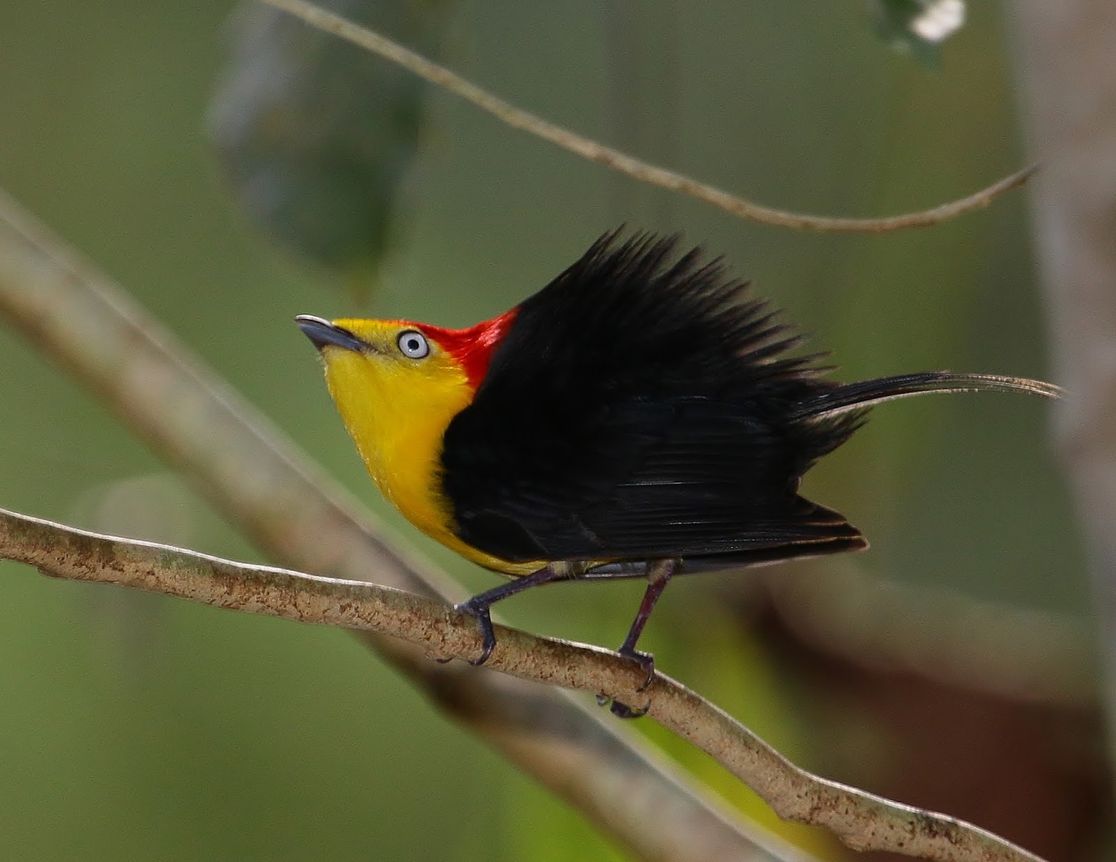 Nuestro bello mundo...: Wire-tailed Manakin at his lek, Saltarin Cola ...