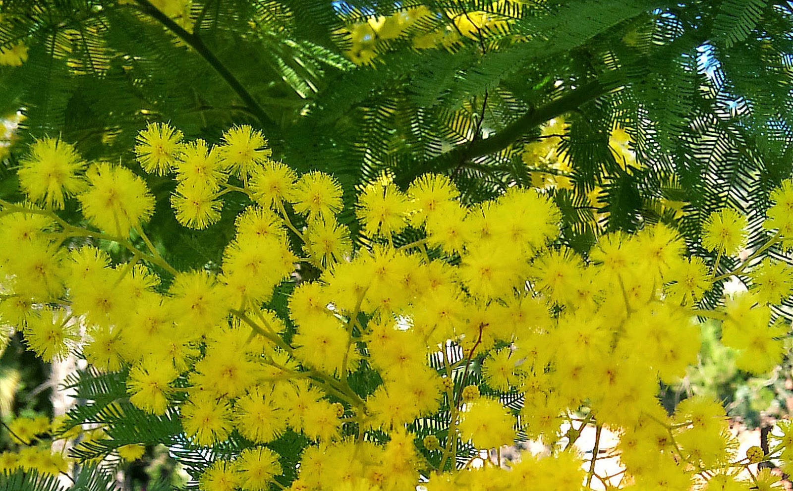 Árboles con alma: Mimosa plateada (Acacia dealbata)