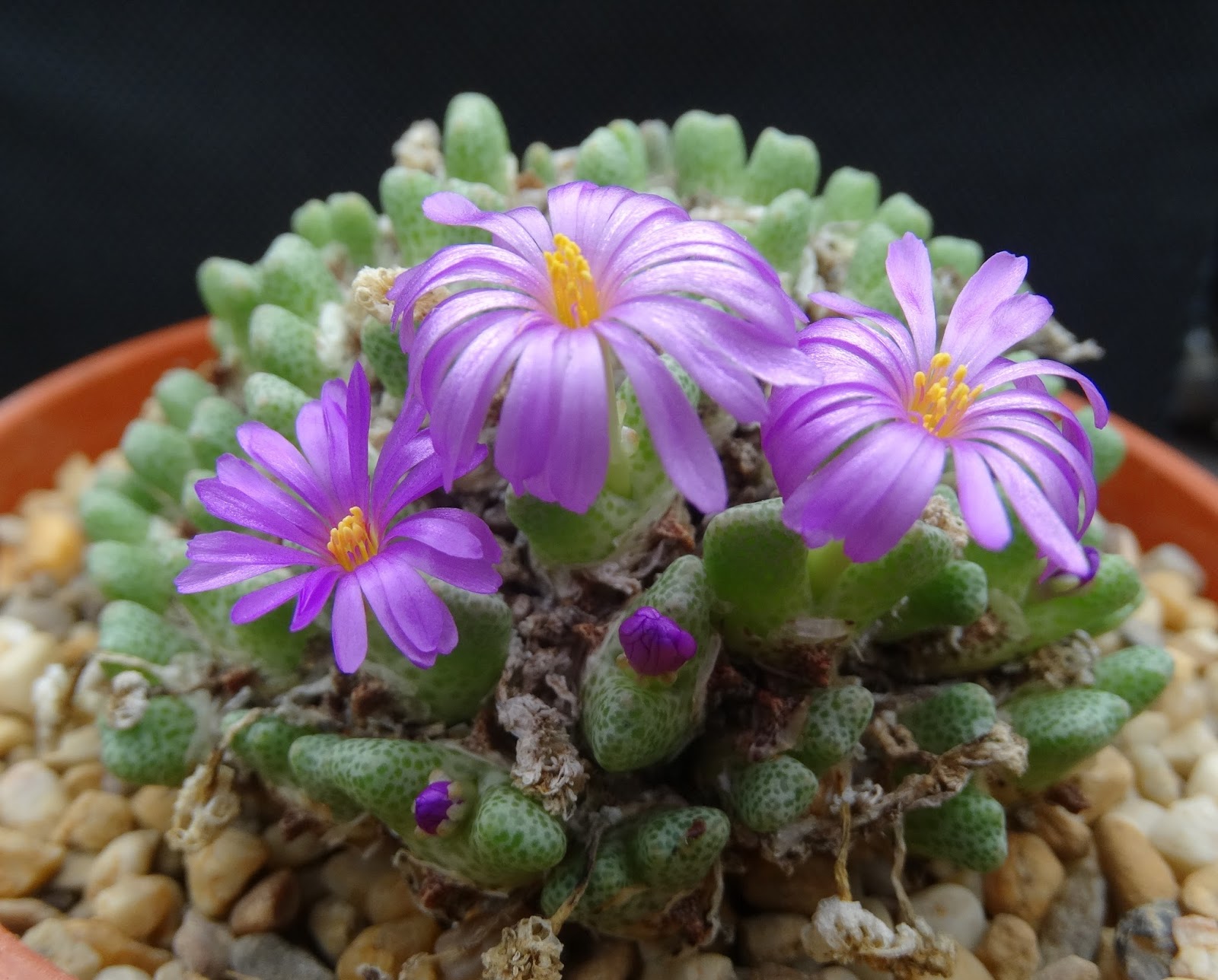 Succulent Sundae: CONOPHYTUM MARGINATUM LITTLEWOODII