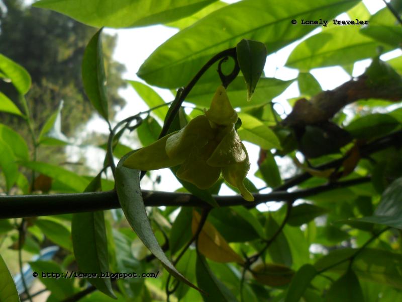 Kathali Chapa Ful - Artabotrys hexapetalus