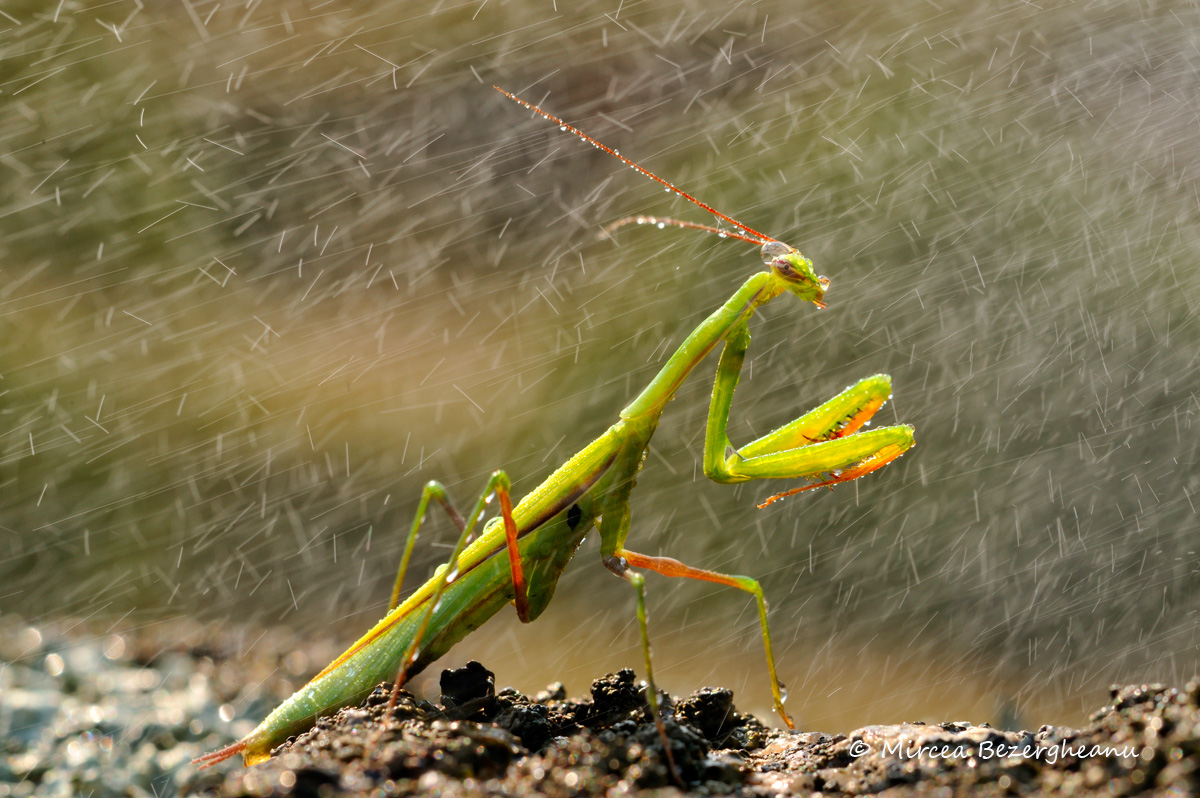 Calugarita - Mantis religiosa