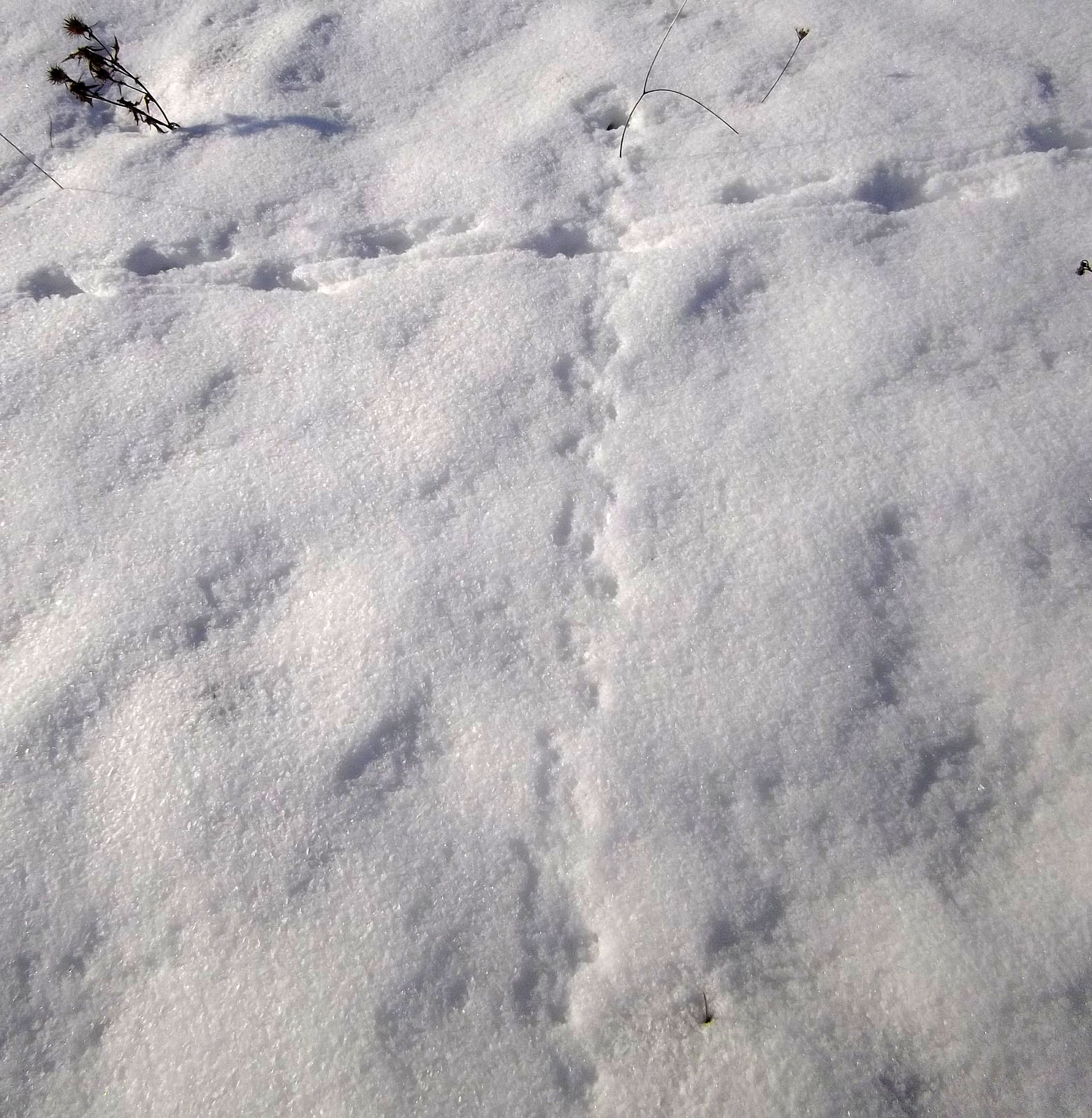 Aigronne Valley Wildlife: Back on track....s