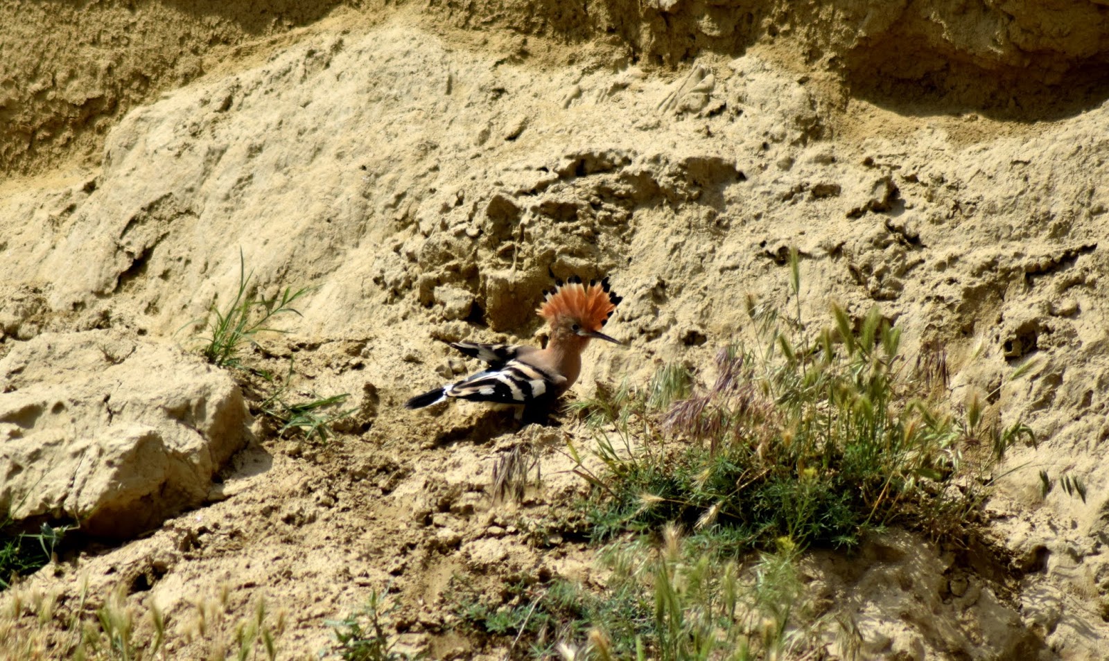 Frumusetile naturii: Pupaza (Upupa epops)