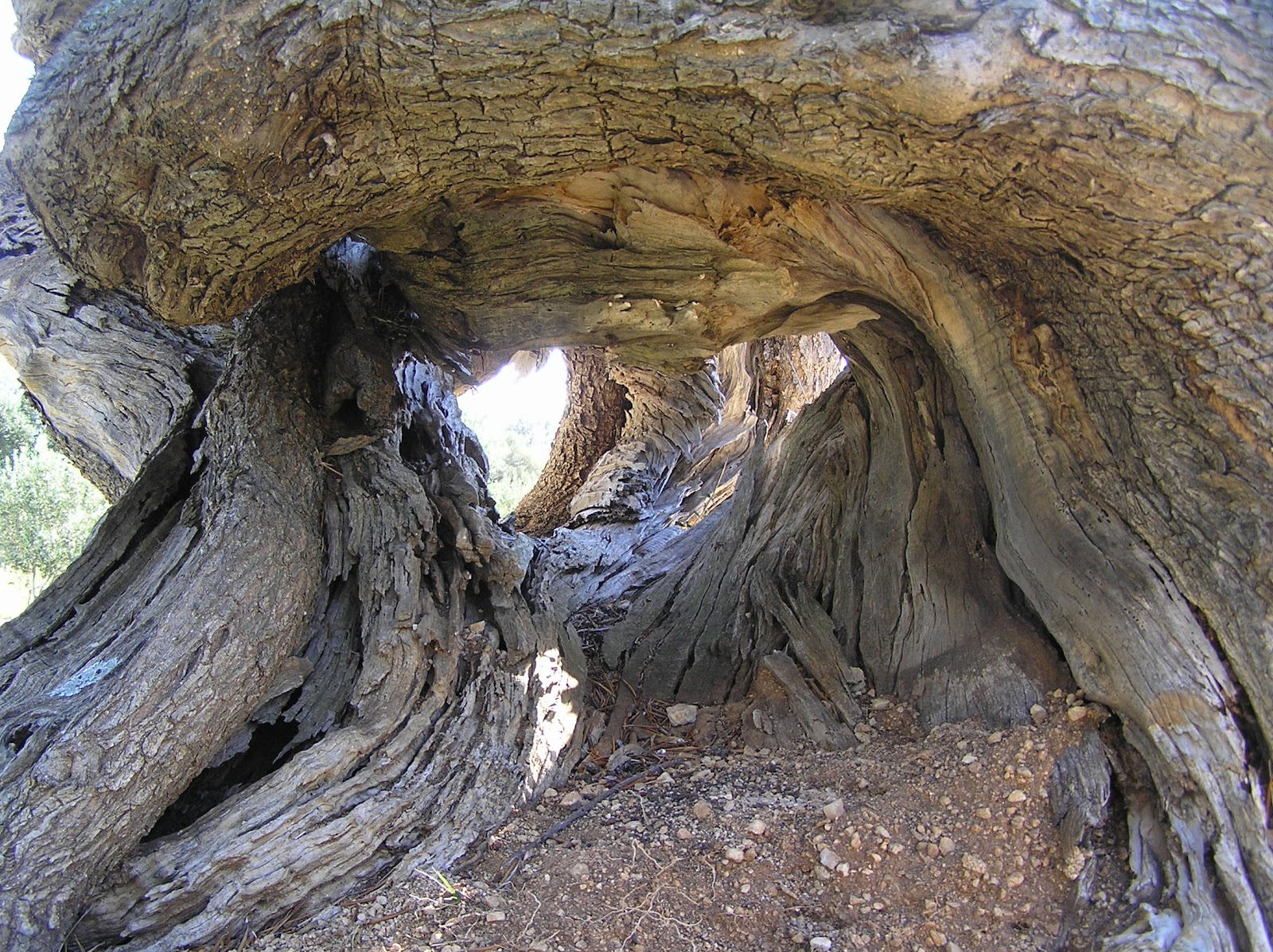 Waldorf By Me: Stoljetne masline na Pagu