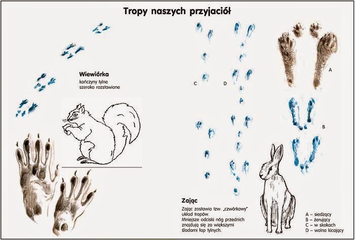 Łemkowyna, na Beskidzie Niskim: Tropy zwierząt