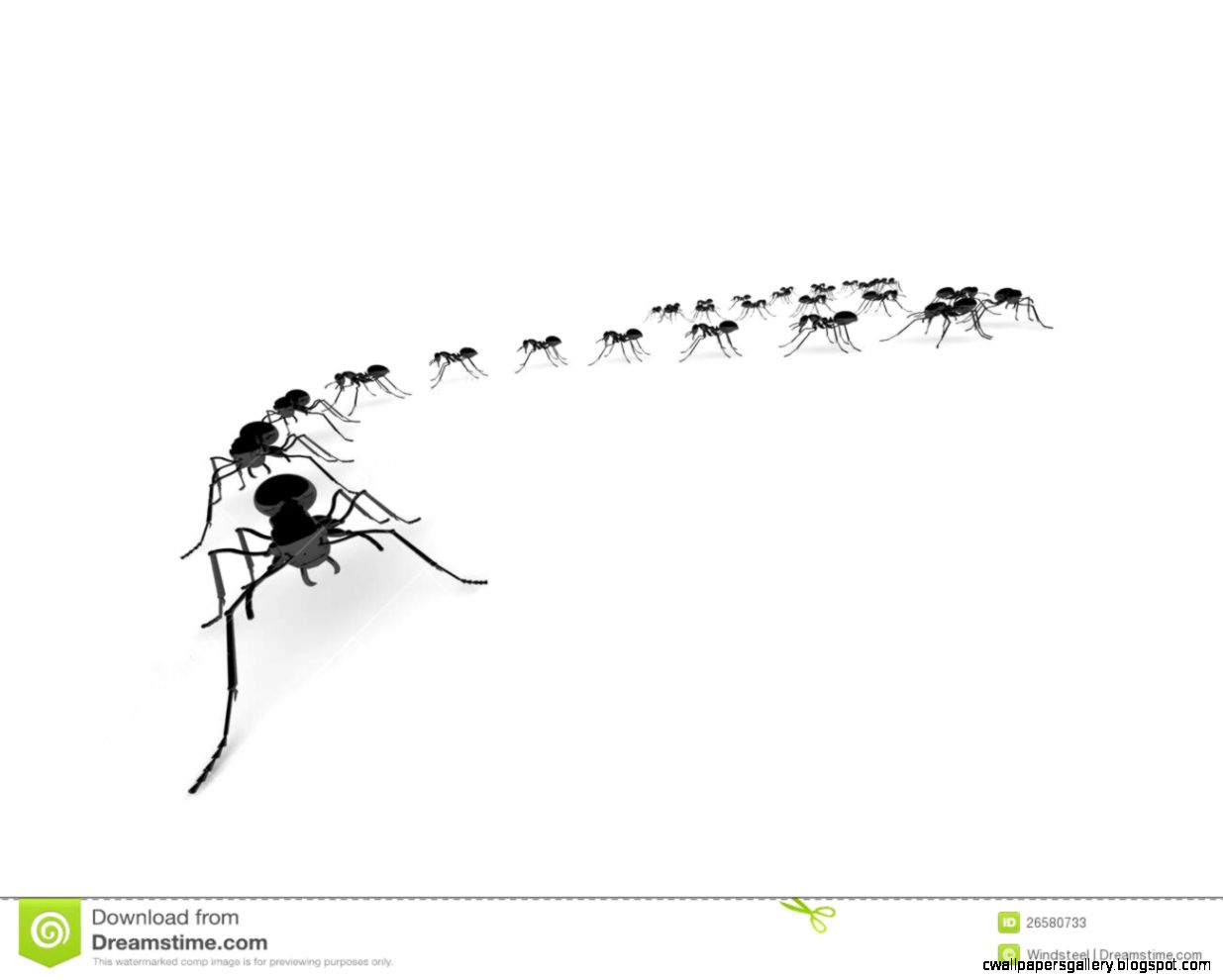 Ants In A Line | Wallpapers Gallery