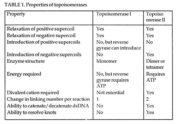 DNA topoisomerases: organizer of genome |Genetic Engineering Info DNA topoisomerases: organizer of genome |Genetic Engineering Info