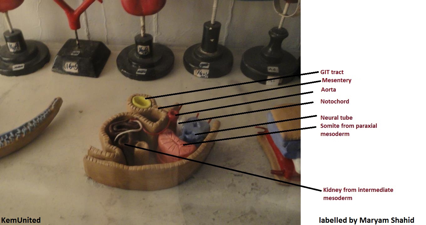 Embryology Models 2nd Year (labelled)