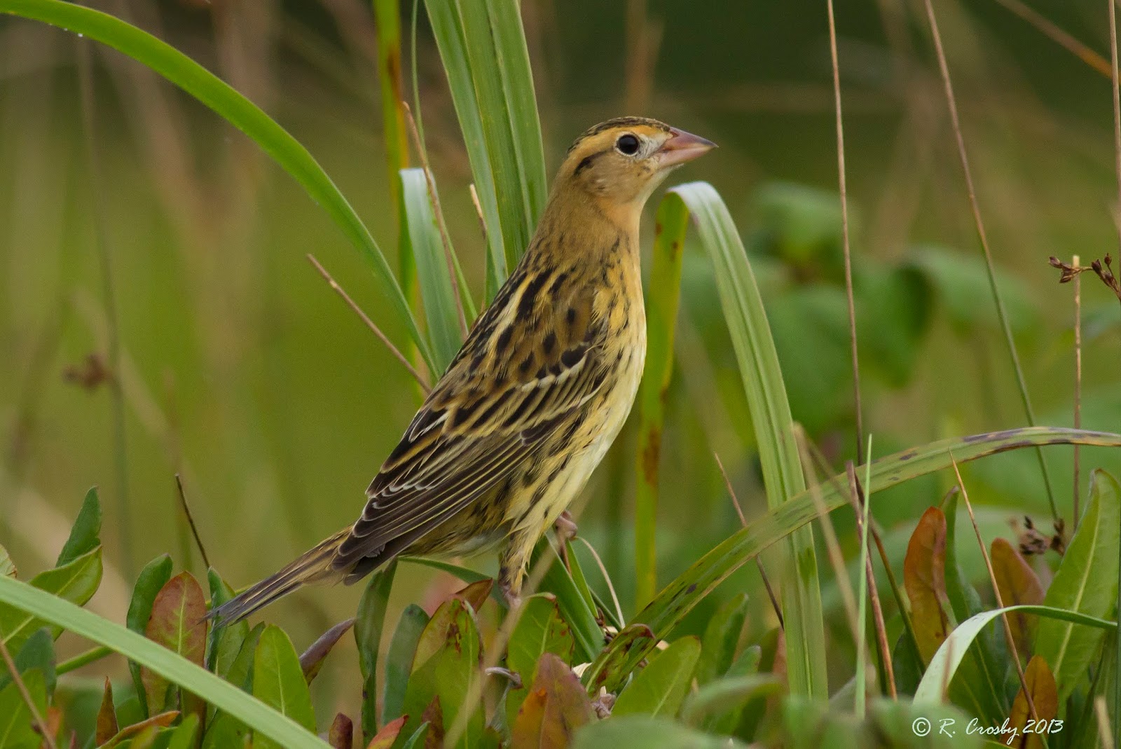 South Shore Birder: September 2013