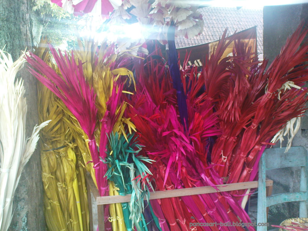 Blog Polos: Busung Gibung/ Busung Sulawesi