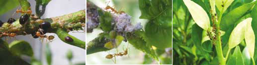 INTERAKSI ANTARA SEMUT DAN POHON PISANG